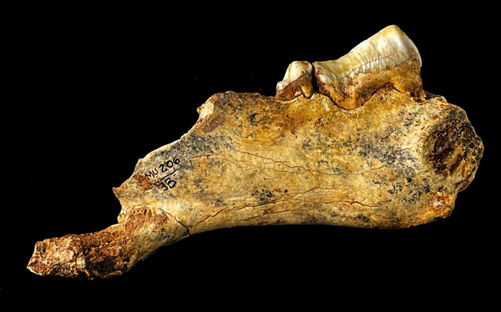 Megafauna, survival and extinction across the Bassian Plain | Land Bridge